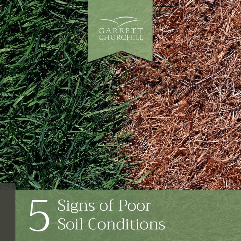 5 Signs of Poor Soil Conditions