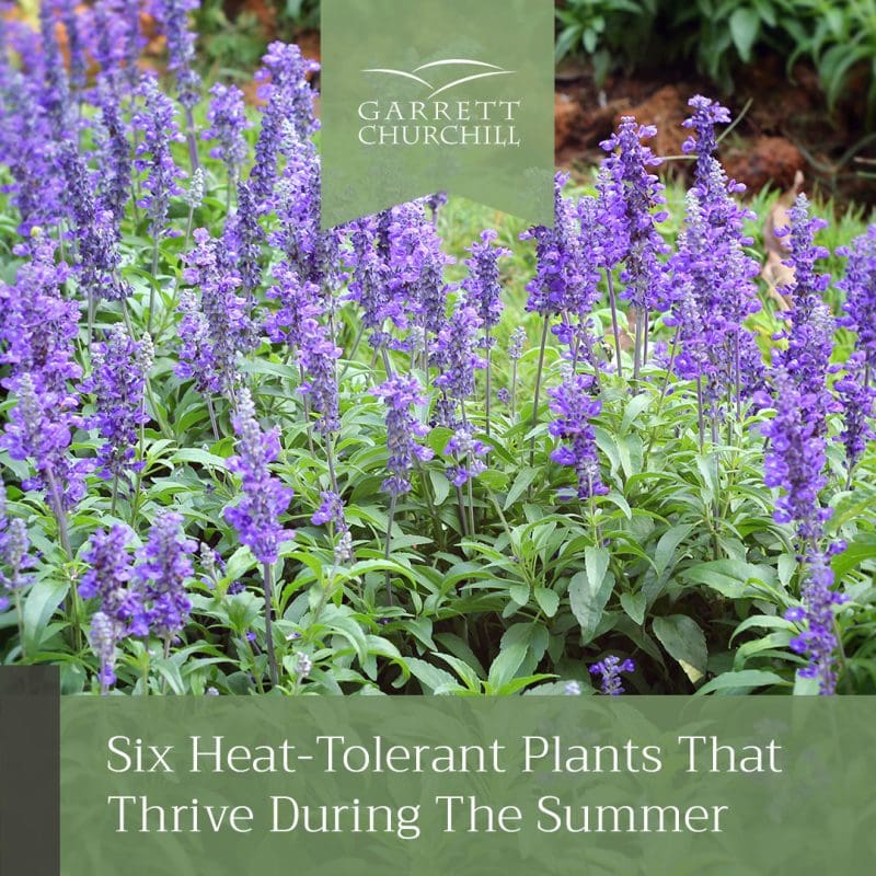 Six Heat-Tolerant Plants That Thrive During the Summer
