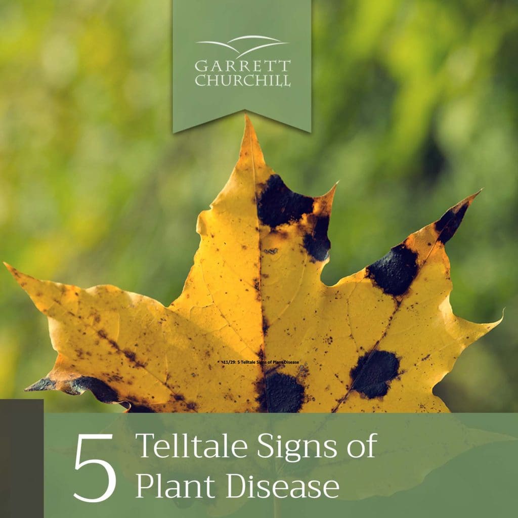 5 Telltale Signs of Plant Disease