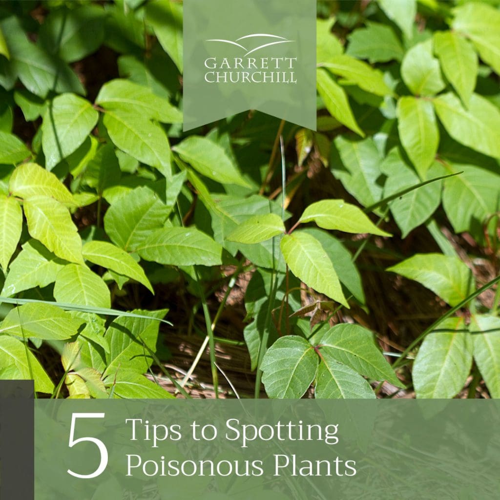 5 Tips to Spotting Poisonous Plants