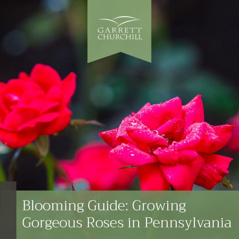 Blooming Guide: Growing Gorgeous Roses in Pennsylvania