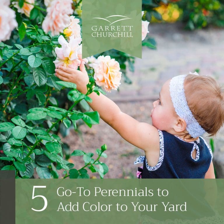 Five Go-To Perennials to Add Color to Your Yard