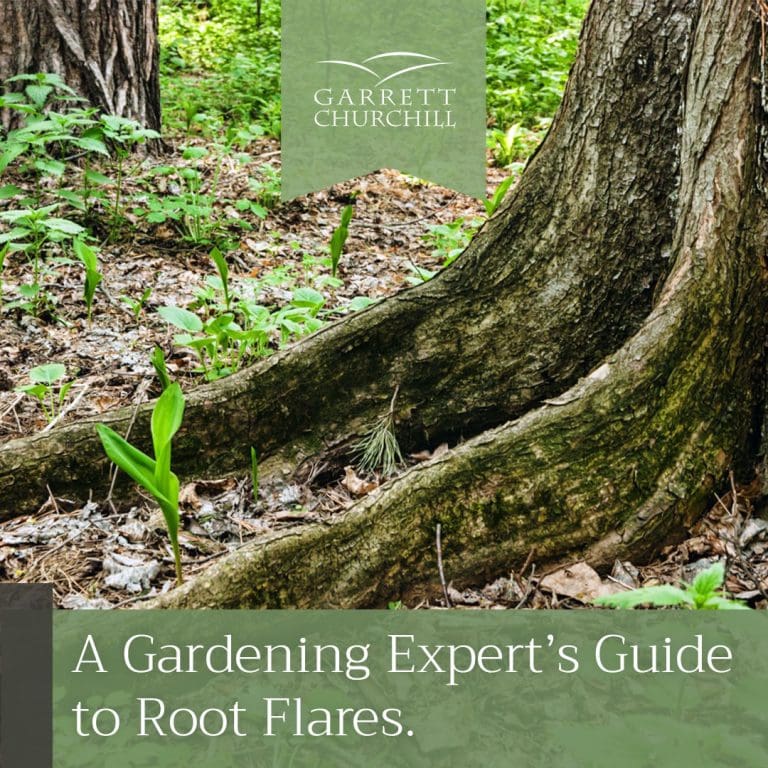 A Gardening Expert’s Guide to Root Flares