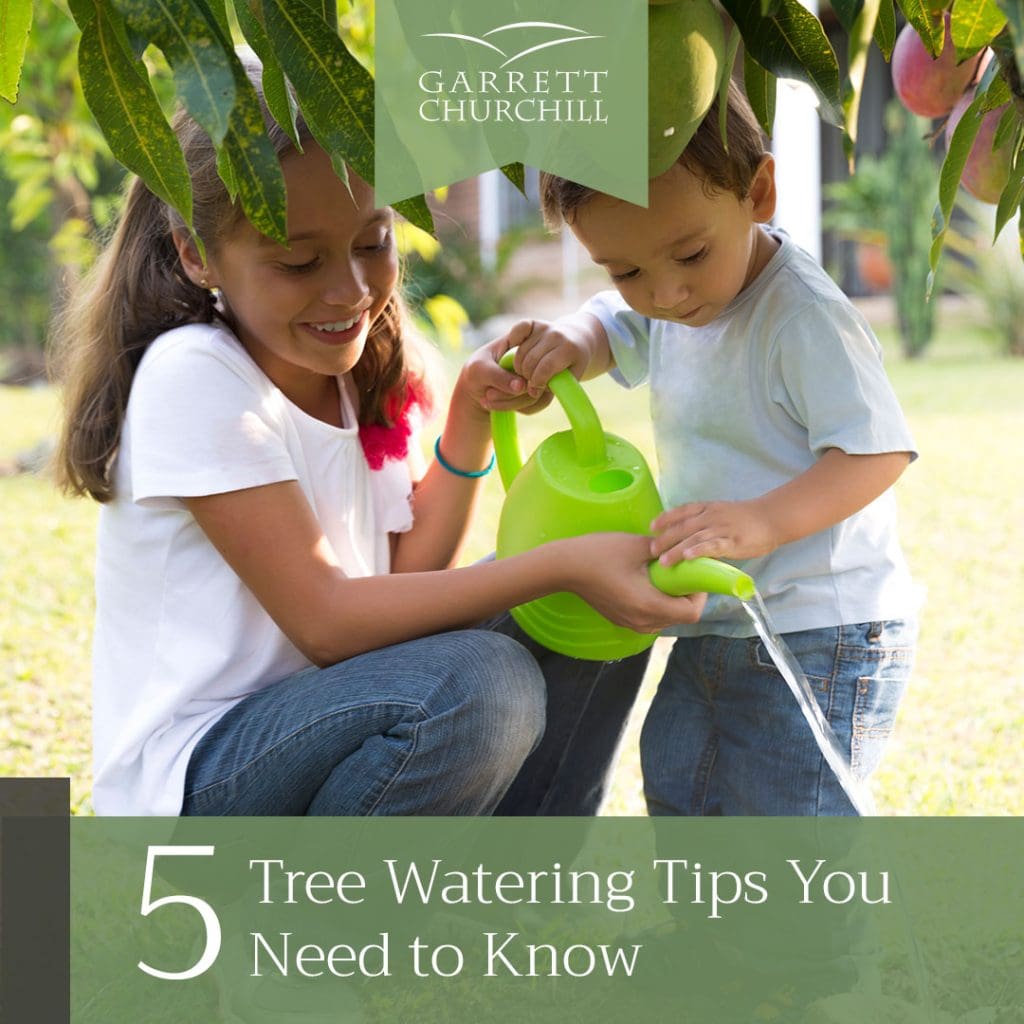 5 Tree Watering Tips You Need to Know